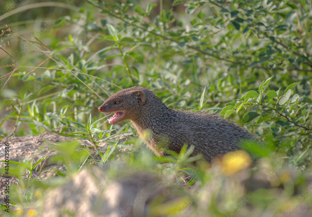 indian grey mongoose showing teeth, closeup of mongoose, The Indian ...
