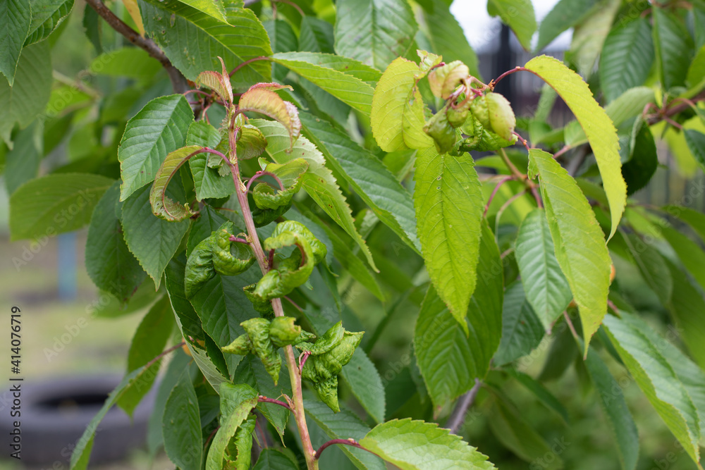 Aphid fruit tree disease fungus, twisted leaves on cherry, garden pest ...