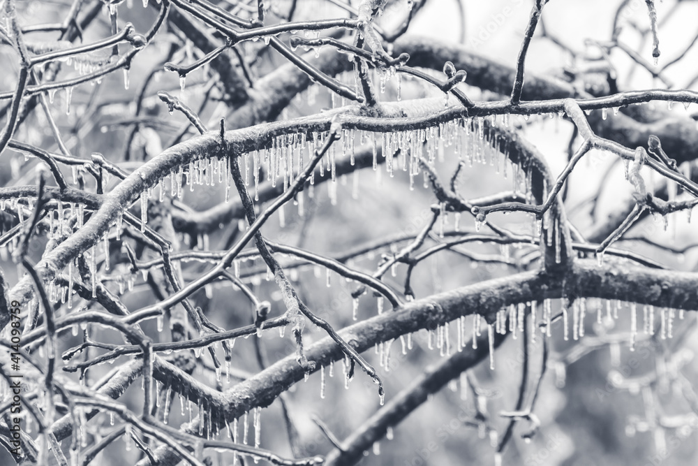 Tree branches covered in a glaze of ice from freezing rain the winter ...