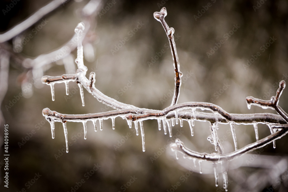 Tree branches covered in a glaze of ice from freezing rain the winter ...