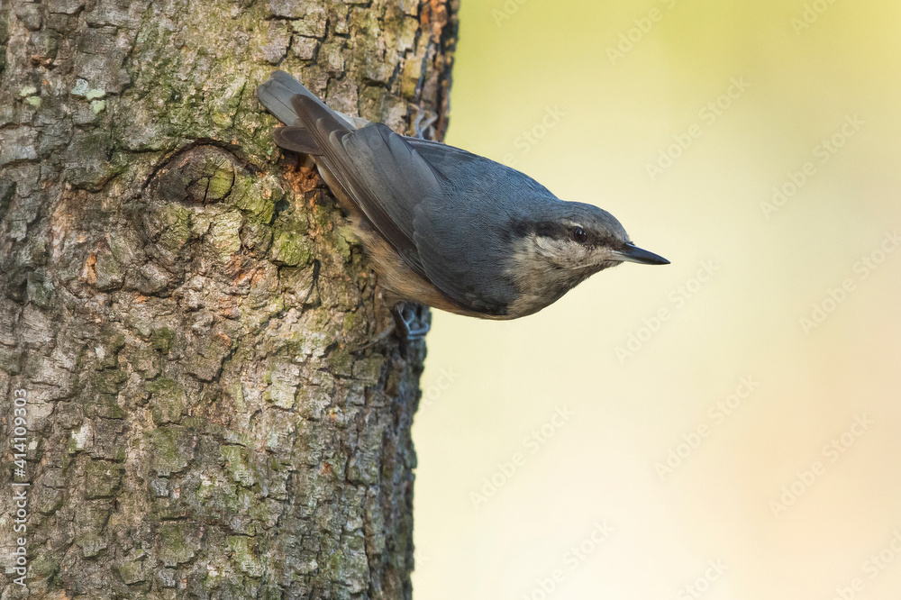 A Trepadeira-Azul é uma pequena e activa ave florestal, que pode ser ...