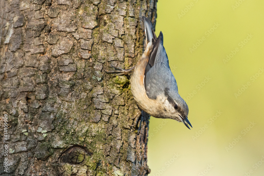 A Trepadeira-Azul é uma pequena e activa ave florestal, que pode ser ...