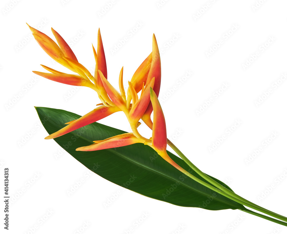 Heliconia psittacorum (Golden Torch) flowers with leaves, Tropical ...