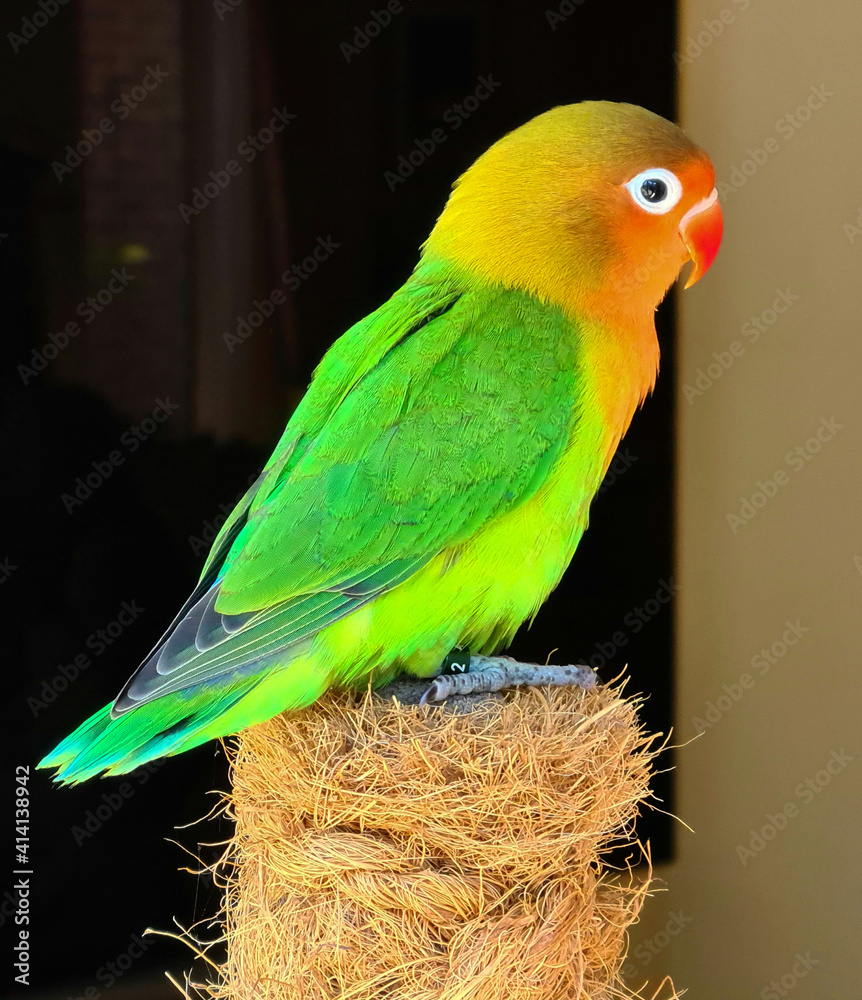 Agapornis Fischeri dwarf parrot species. Vibrantly colored green and ...