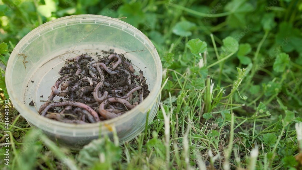 Earthworms in a jar. Red worms in a box in the manure, against a ...