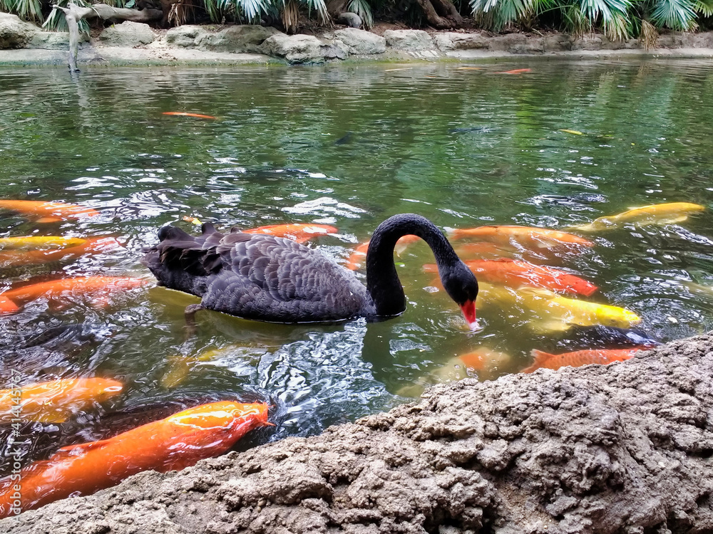 Amur carp (Koi) and Black swan in koi ponds or water gardens. Fish in ...