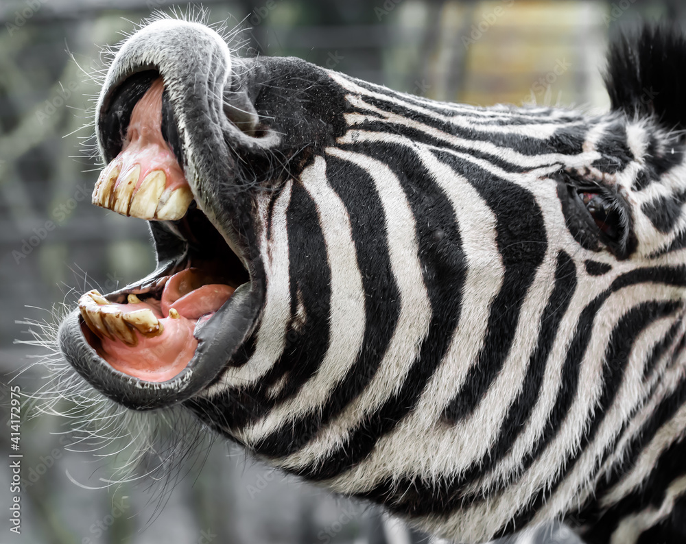 Zebra Teeth
