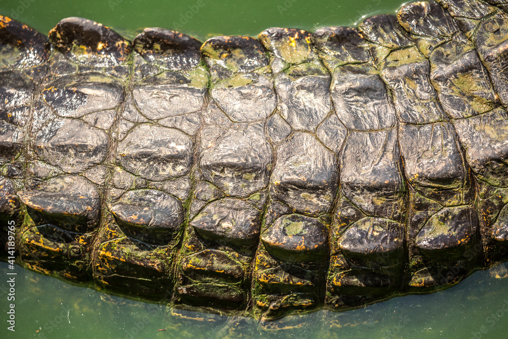 Crocodile skin close-up as a background. Crocodile tail and back. Stock ...