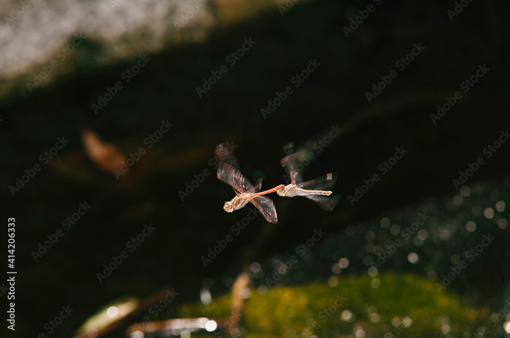 Libélulas volando muy pegadas la una a la otra sobre fondo oscuro Stock ...