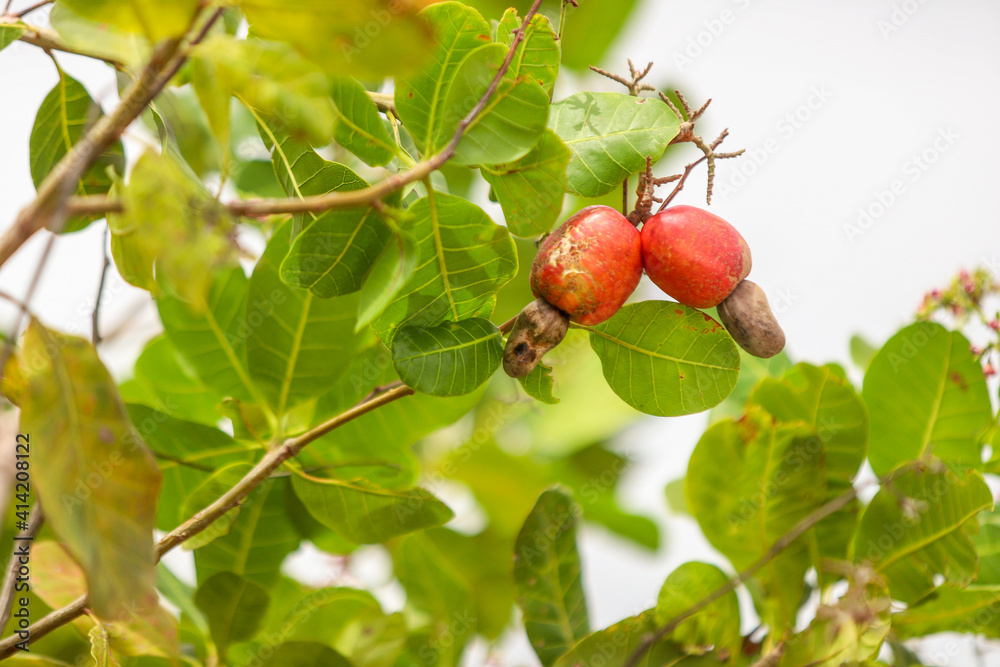 Foto de CACHO DE CAJU E CASTANHA TRADICIONAL NA PLANTAÇÃO DO AGRICULTOR ...