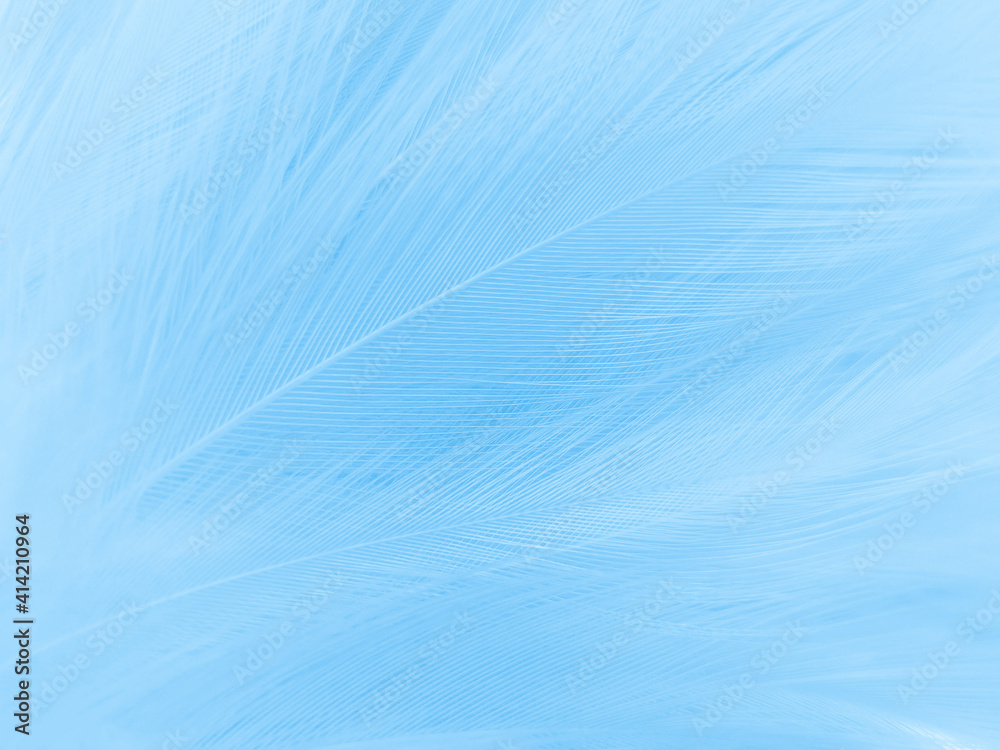 Beautiful abstract blue feathers on white background, black feather ...