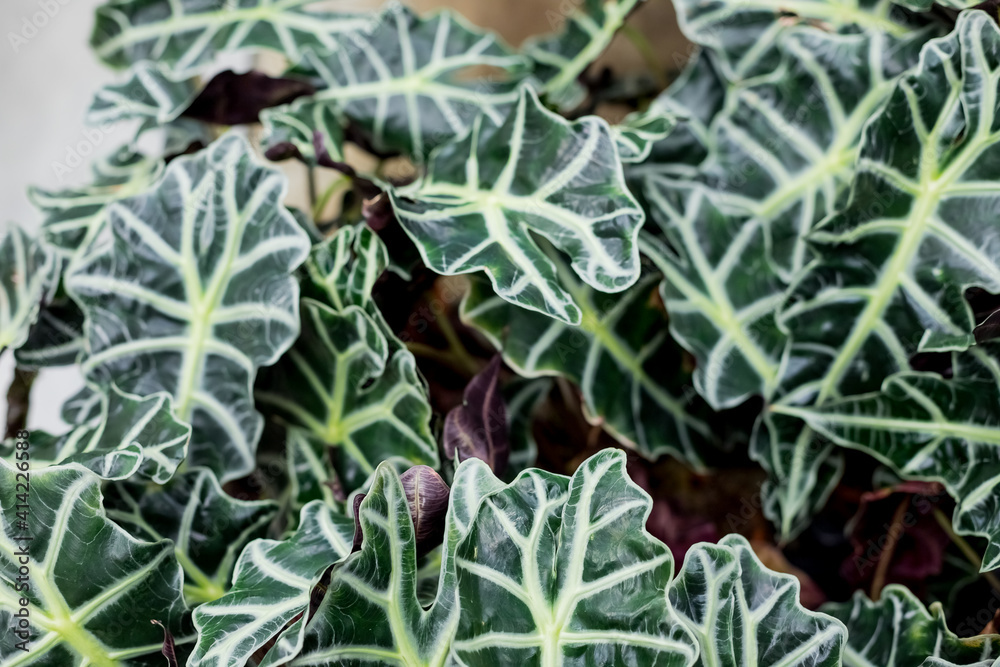 Closeup of Alocasia Bambino leaves ,Elephant Ear.Natural background ...