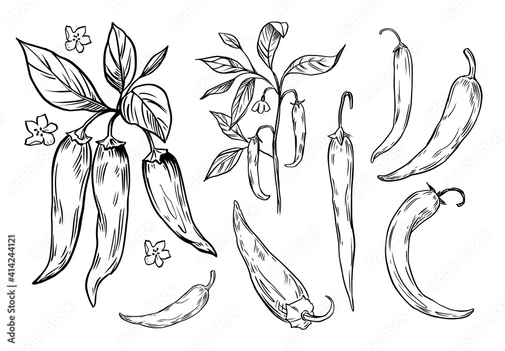 Spicy pepper. sketch illustration. Black outline on transparent ...
