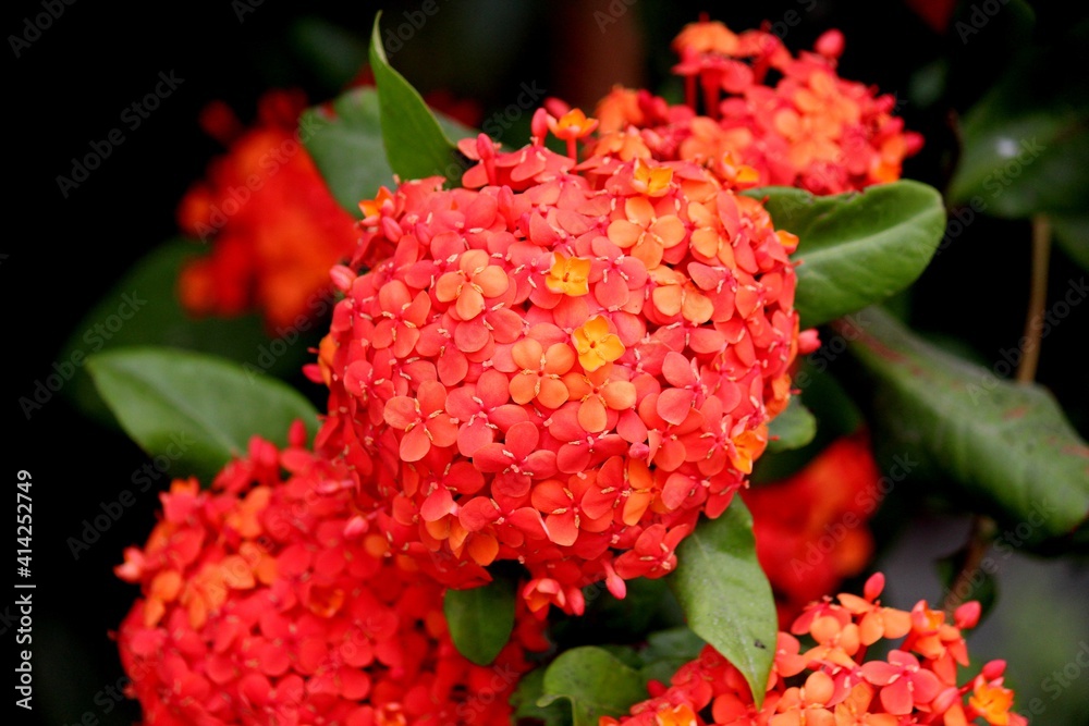 planta flor ixora - ixora coccinea Stock Photo | Adobe Stock