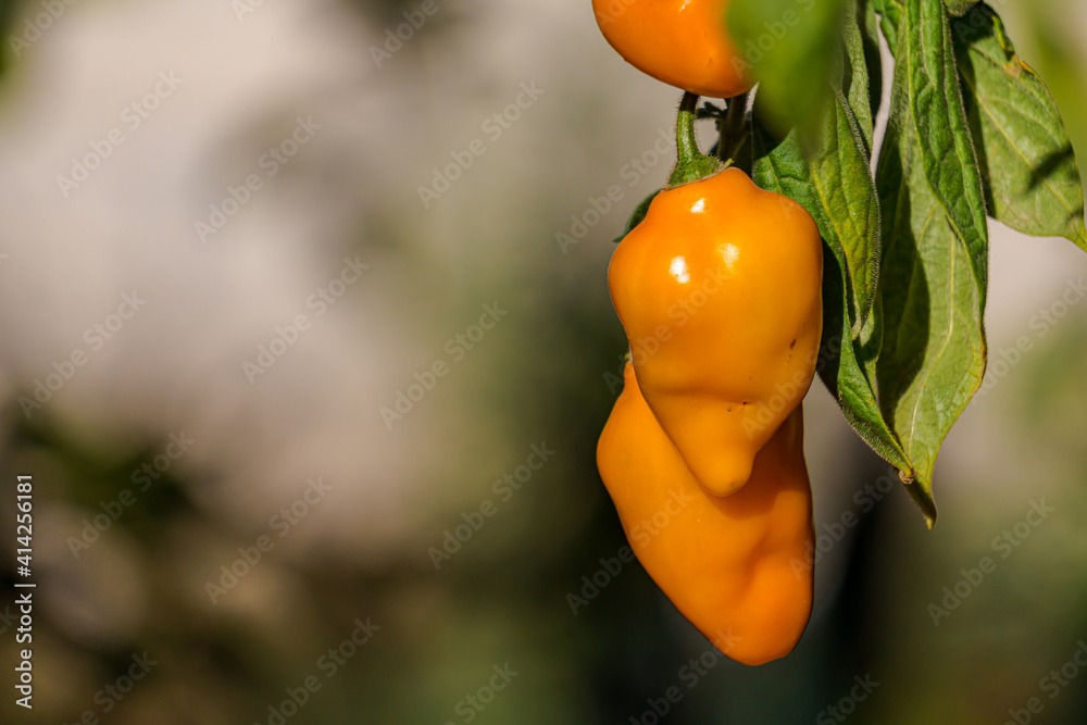chile manzano Capsicum pubescens Stock Photo | Adobe Stock
