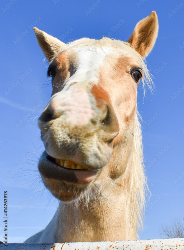Funny cute and goofy horse smiling showing lips and teeth Stock Photo ...
