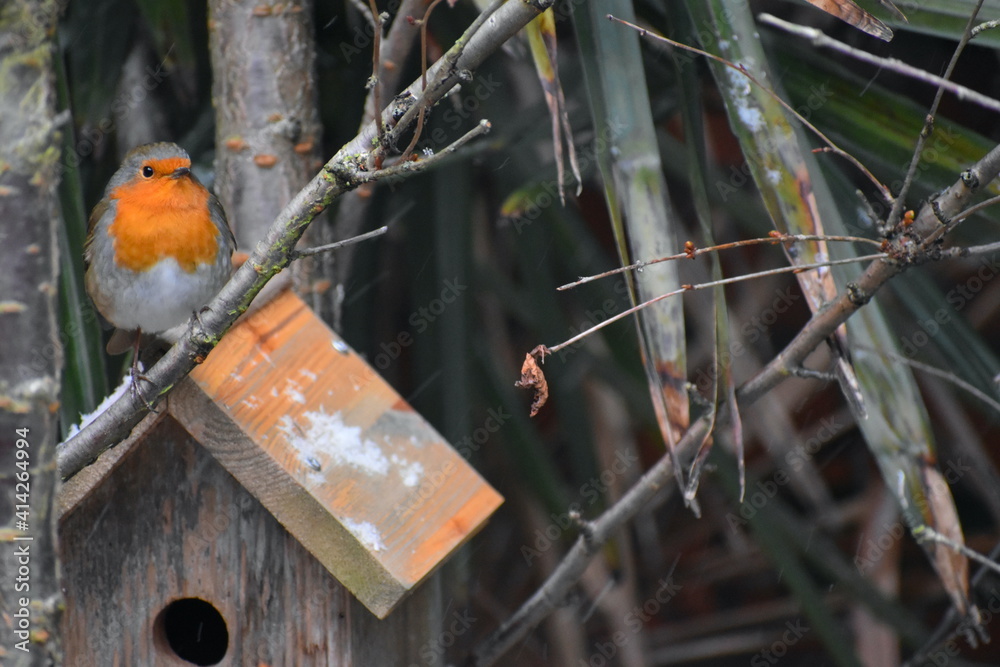 The European robin prefers spruce woods in northern Europe contrasting ...