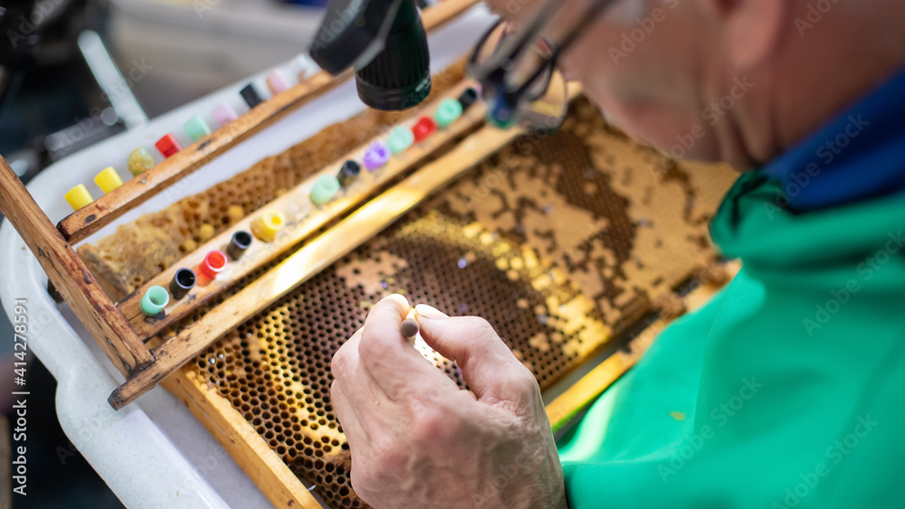 Larva of bee, selected for growing queen bee. Tool for picking larvae ...
