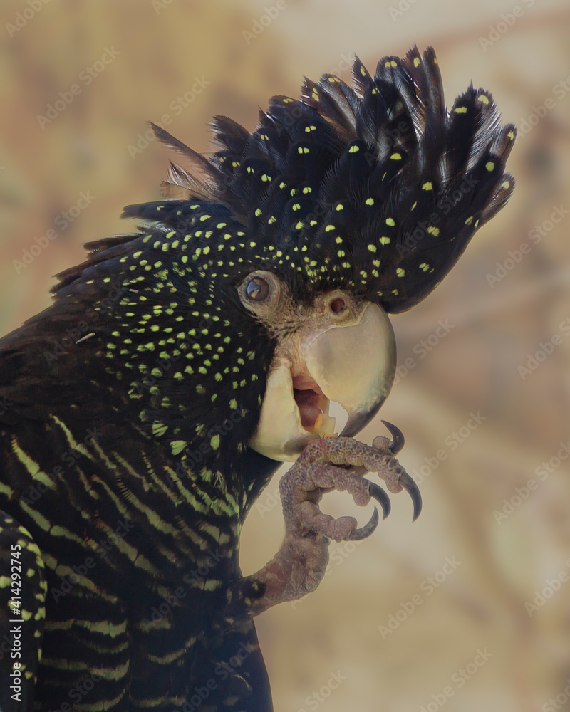 Red Tailed Black Cockatoo profile Stock Photo | Adobe Stock
