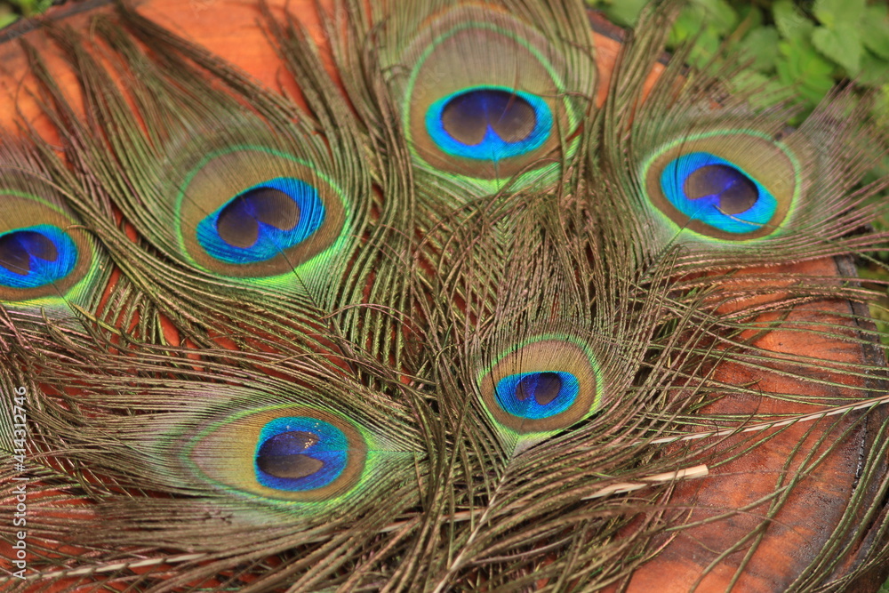 peacock feather detail and texture for fashion and decoration Stock ...