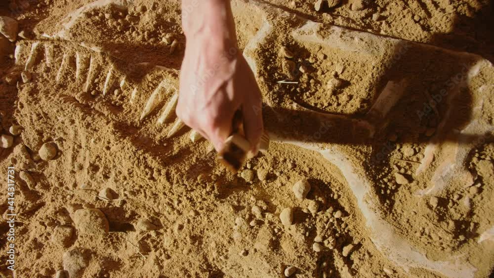 Top-Down View: Paleontologists Cleaning Tyrannosaurus Dinosaur Skeleton ...