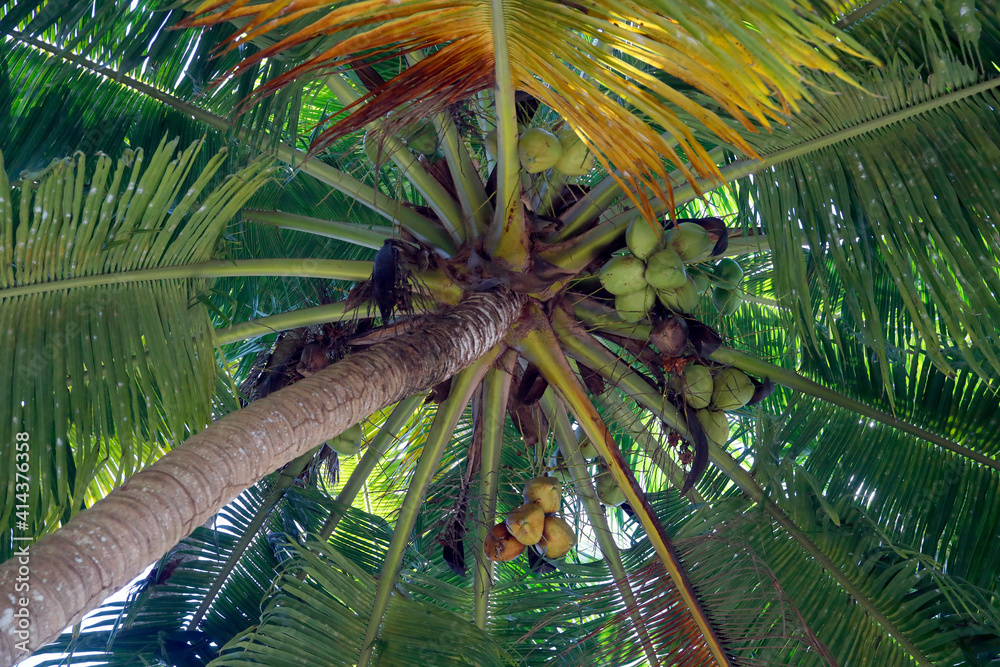 Kokospalme oder Kokosnusspalme (Cocos nucifera) Tropenlandschaft mit Weg, Insel La Dique ...