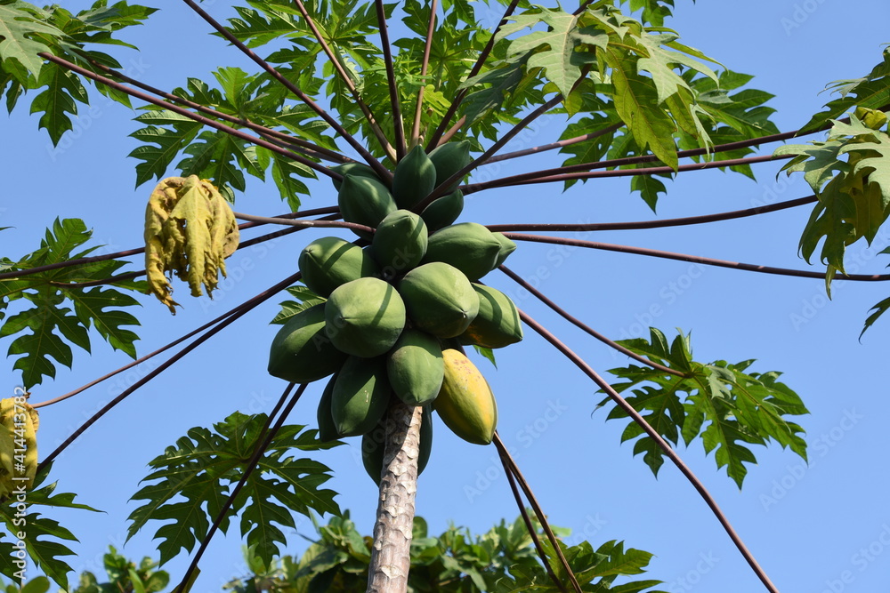 papaya tree Stock Photo | Adobe Stock