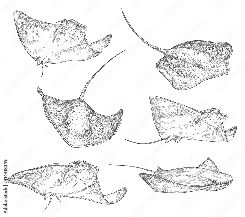 Stingray fish sketch icons, sting ray or manta underwater ocean ...