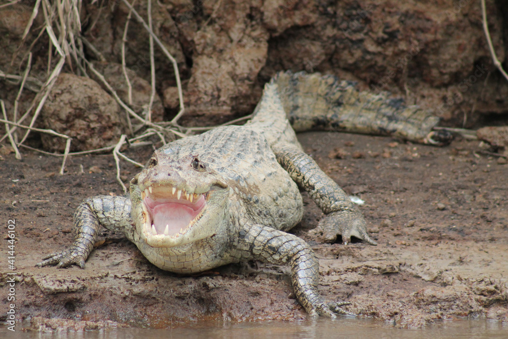 Caiman Stock Photo | Adobe Stock