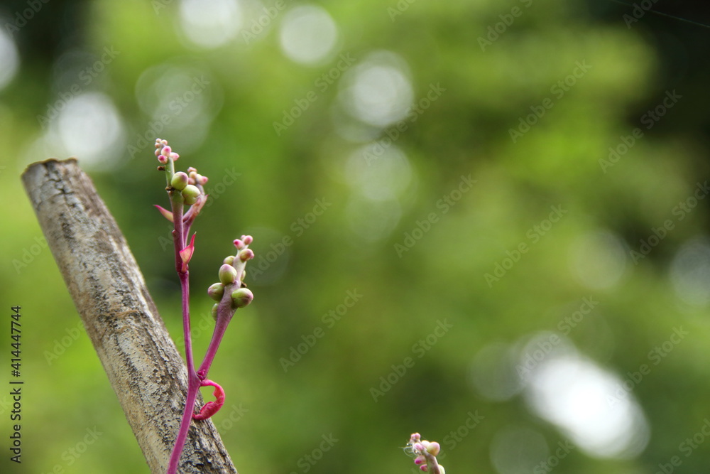 Shoot and young fruits of Malabar Spinach on old bamboo and blur ...