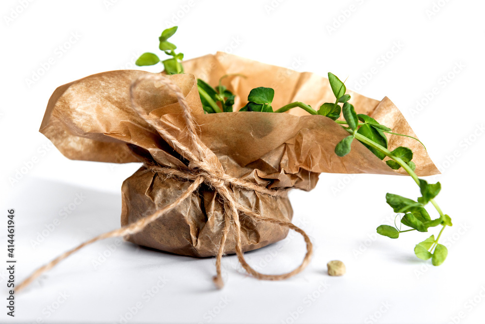 Microkini germinate. Vegan micro-shoots of greens. The concept of ...