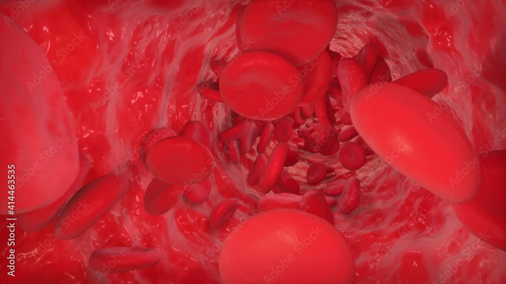 Red blood cells moving in the Blood Stream. Erythrocytes flow animation ...
