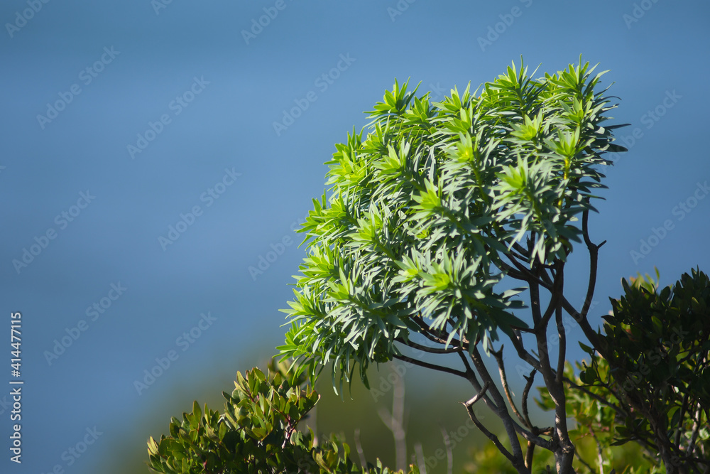 Cespuglio di Euphorbia dendroides con sfondo mare blu nella macchia ...