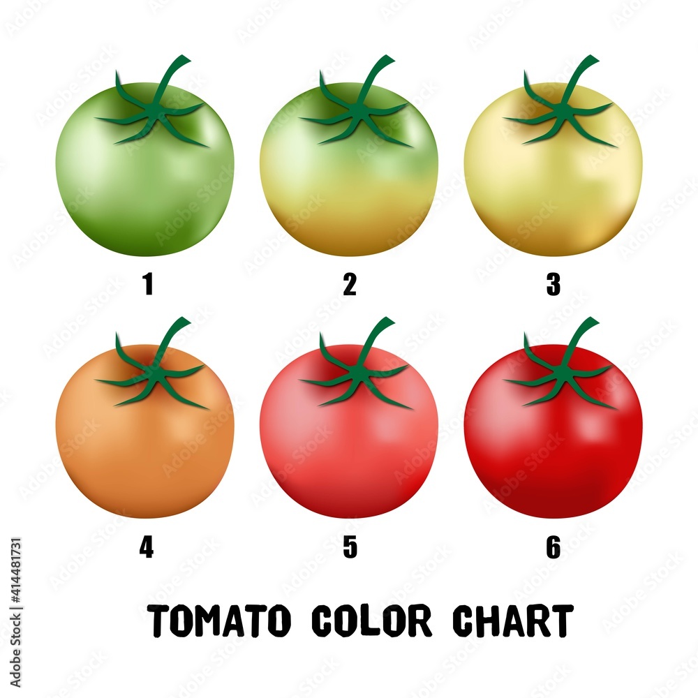 Collection of a developing tomato chart from green to red. Stock Vector ...