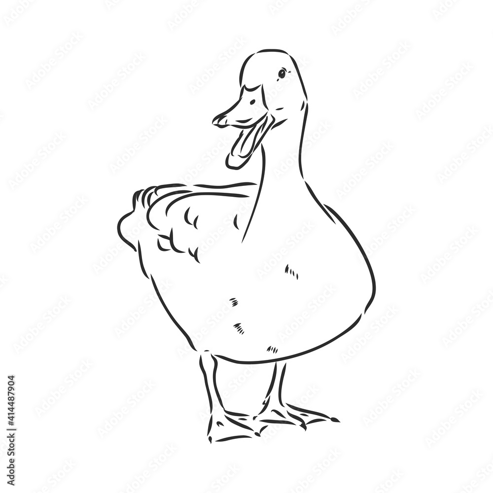Hand drawn duck animal vector illustration. Sketch isolated on white ...