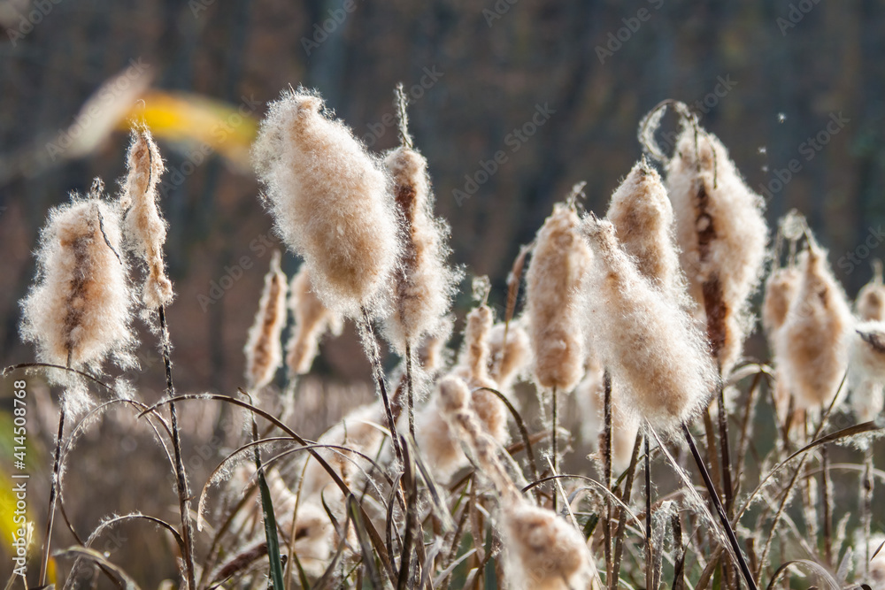 Fluffy seeds of the cattail. Natural background and texture Stock Photo ...