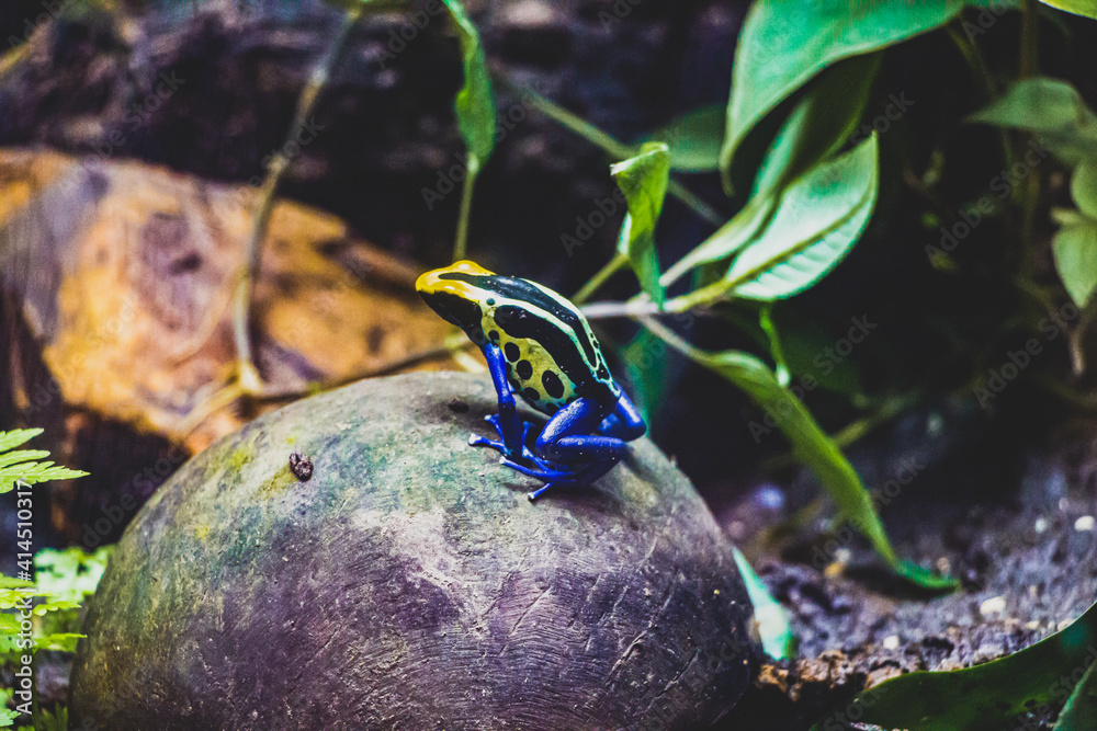 Rana venenosa del amazonas Stock Photo | Adobe Stock
