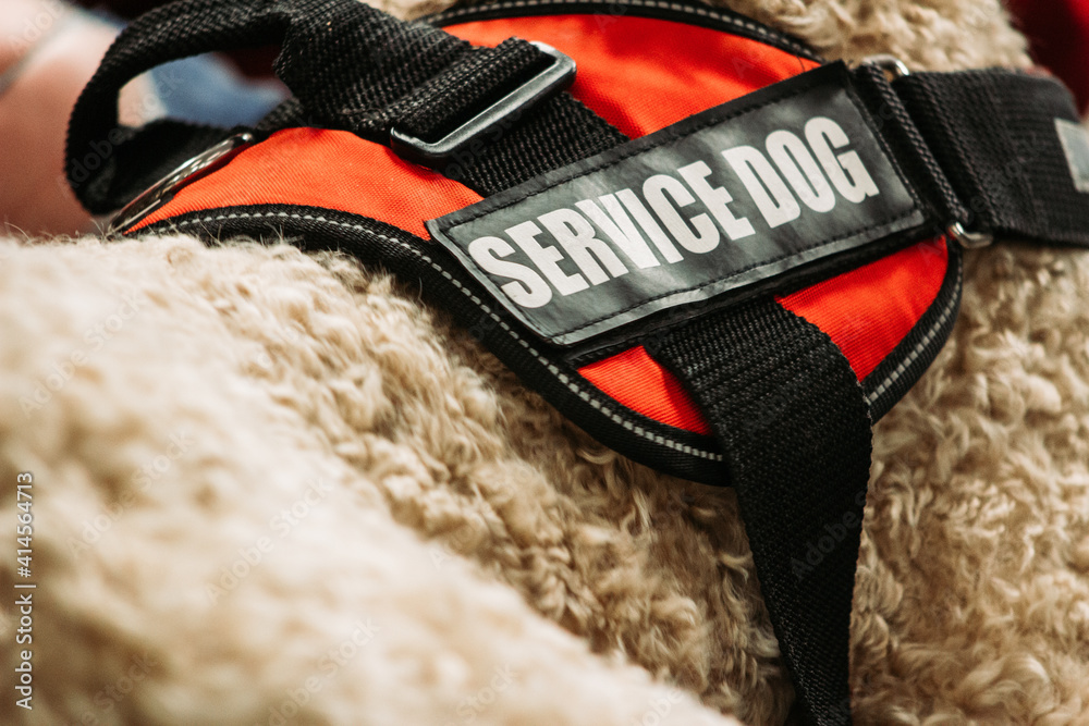 Service Dogs Stock Photo | Adobe Stock