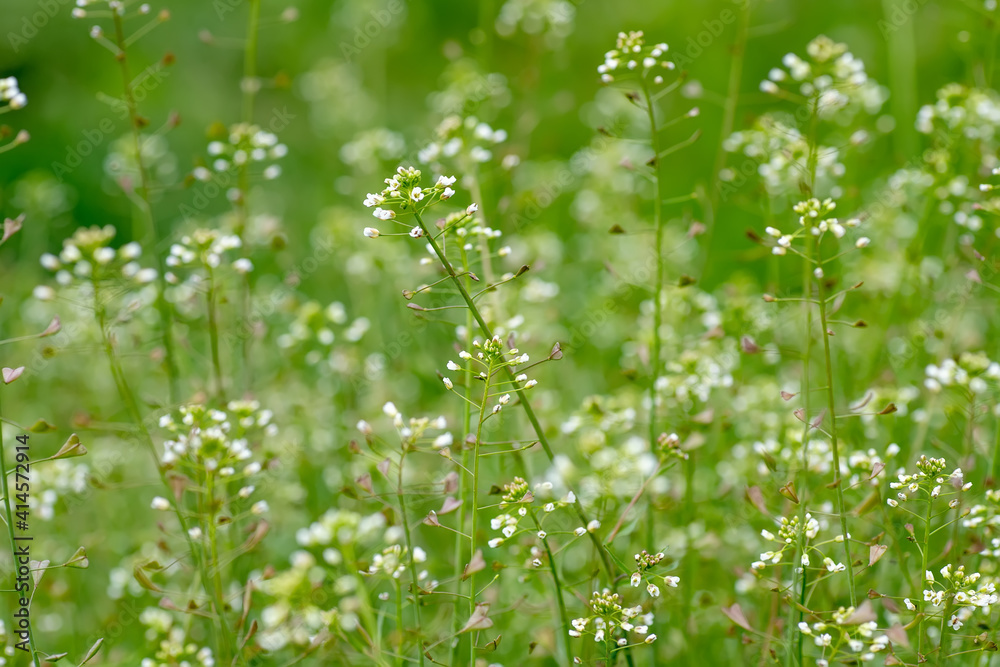 Capsella bursa-pastoris, shepherd's purse in meadow in natural ...