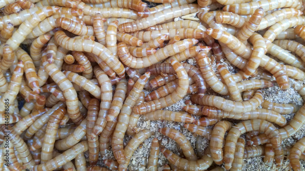 Many caterpillars or insect larvae feed on their food before they ...