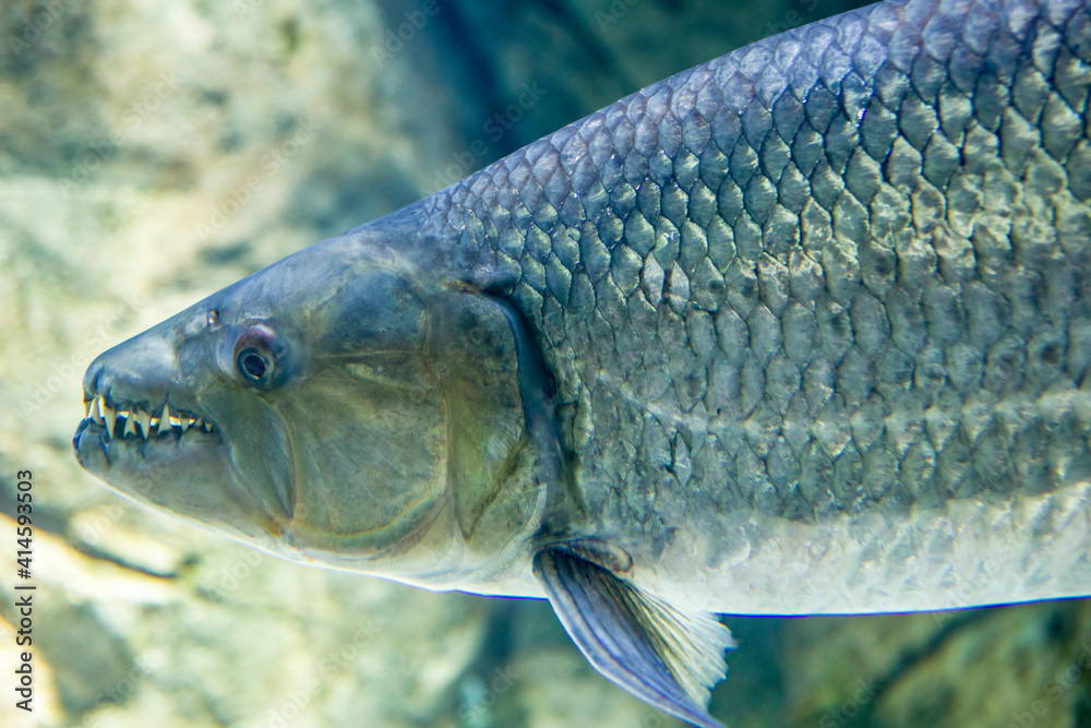 The goliath tigerfish (Hydrocynus goliath) is a very large African ...