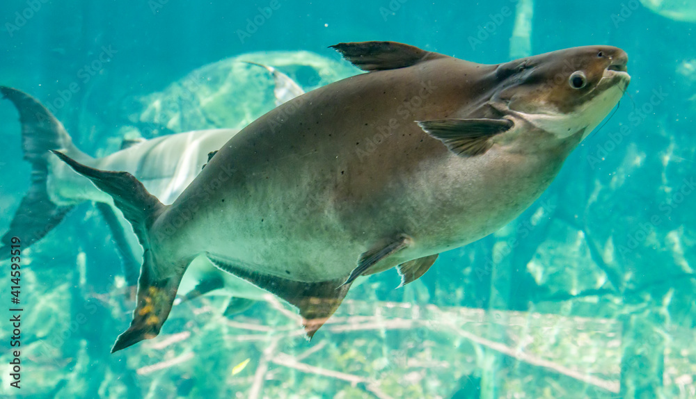 The Mekong giant catfish (Pangasianodon gigas) is a large, critically ...