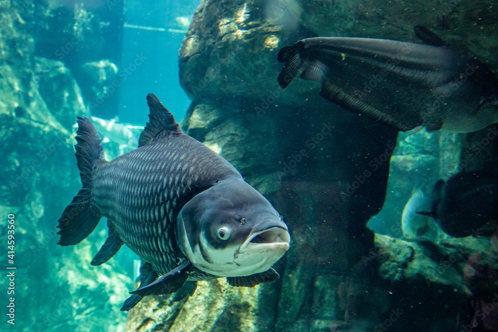 The Siamese giant carp (Catlocarpio siamensis) is the largest species ...
