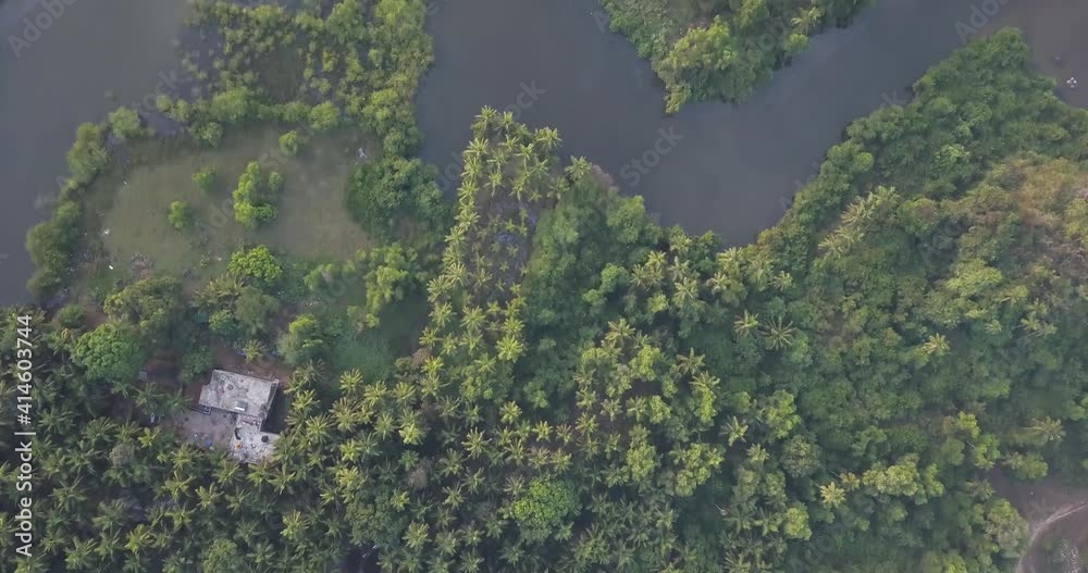 Top View Of Dense Palm Trees And Green Vegetation Near Calm Ocean At ...