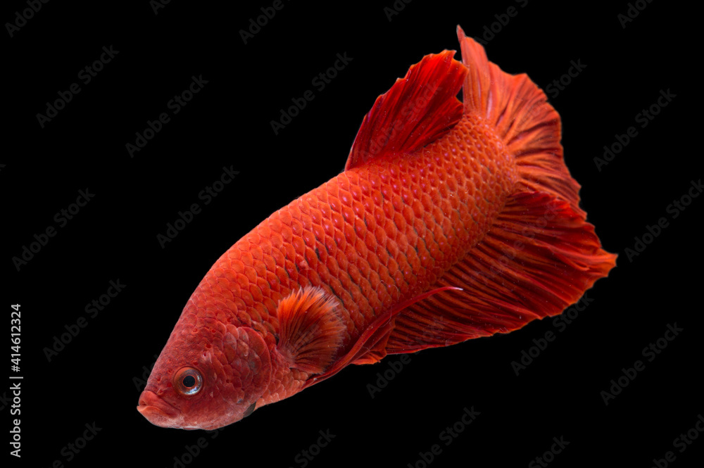 Betta fish super red Halfmoon siamnese Fighting Fish Splendens on black ...