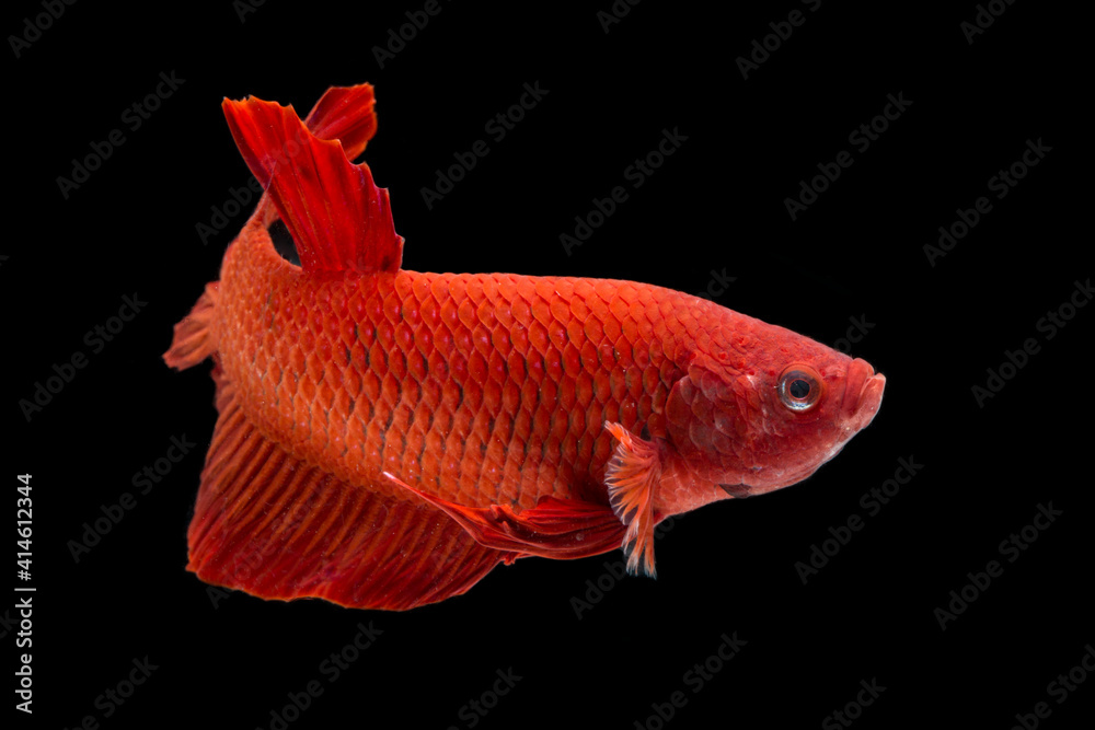 Betta fish super red Halfmoon siamnese Fighting Fish Splendens on black ...