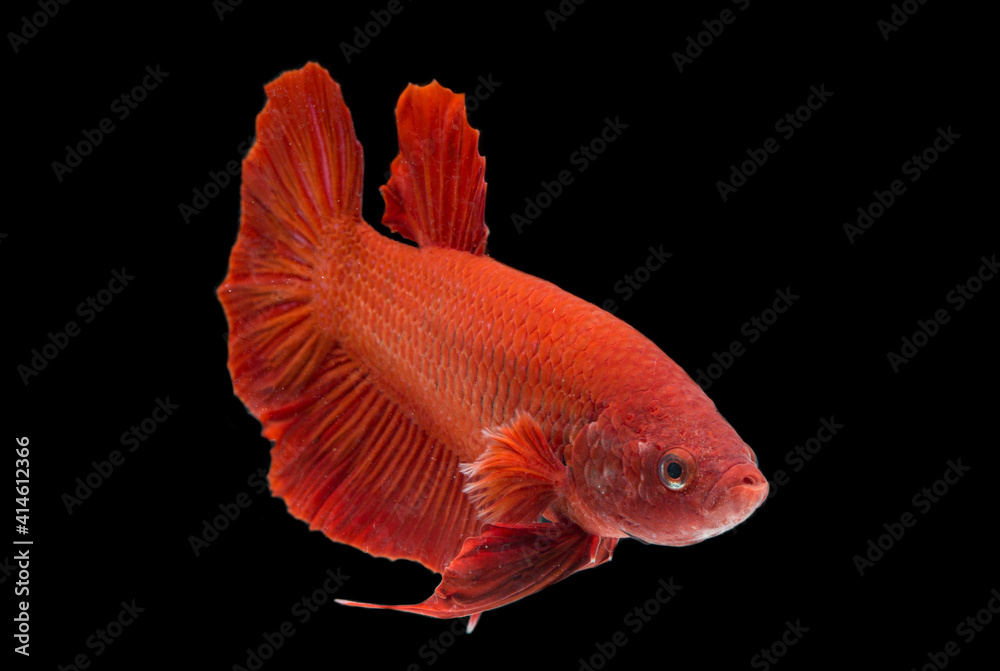 Betta fish super red Halfmoon siamnese Fighting Fish Splendens on black ...