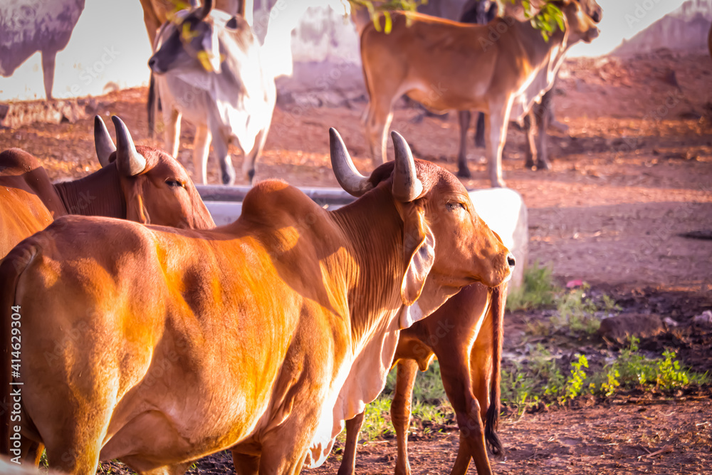 agriculture industry,farming and animal husbandry concept,indian cow ...
