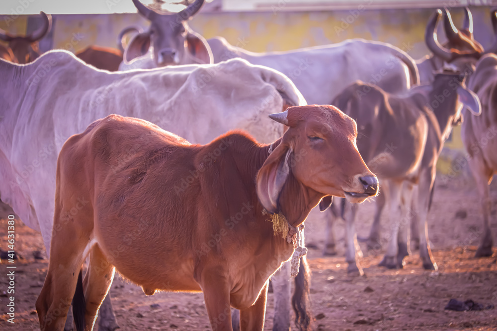 Indian cows in Cow Farm, African cows resting in a field,Cows in ...