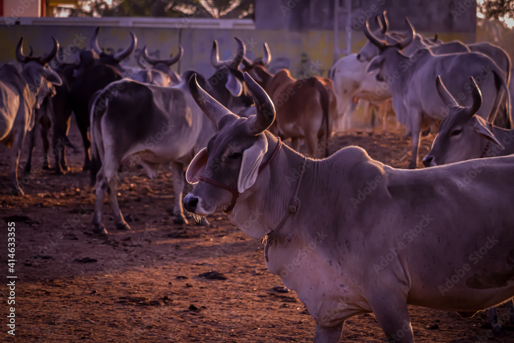 indian beautiful cow in the farm,cattle in farming,group of cowshed ...